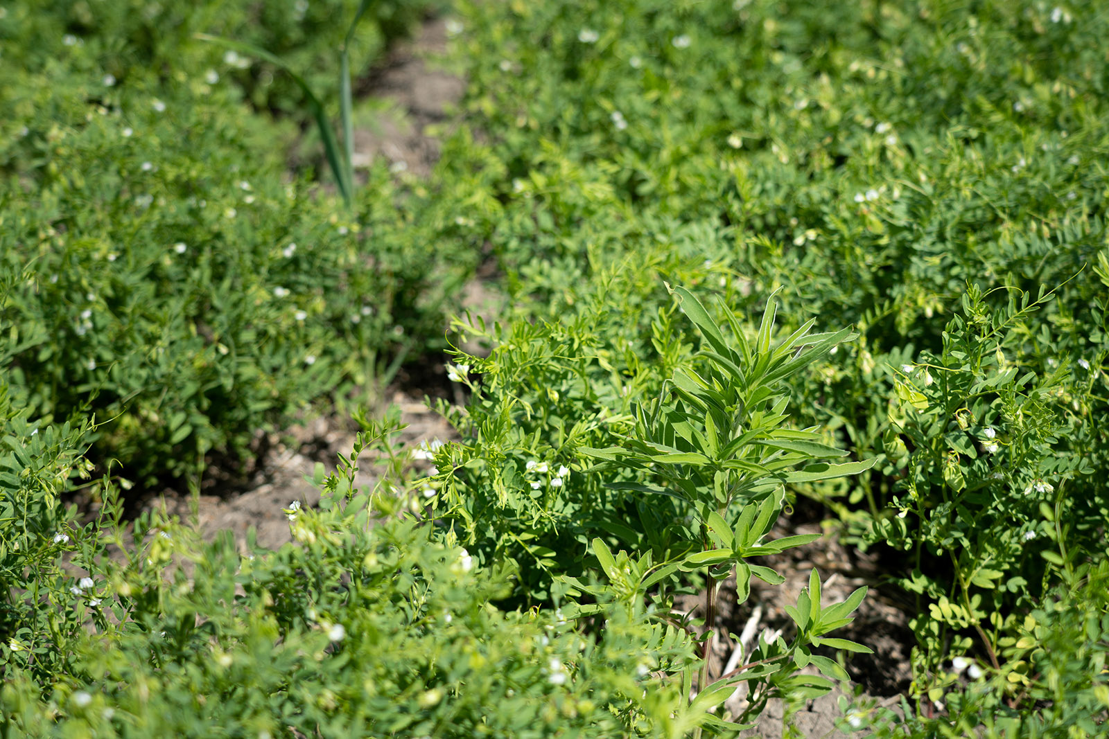 Weed Control Strategies: Identifying & Sampling Weed Escapes ...