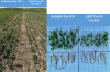 Benefit from the Biostacked Inoculant Advantage - Richardson Pioneer