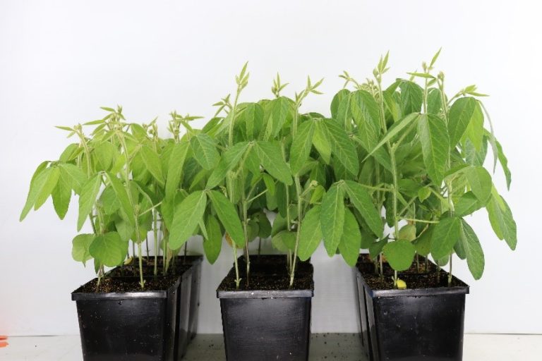 Benefit from the Biostacked Inoculant Advantage - Richardson Pioneer